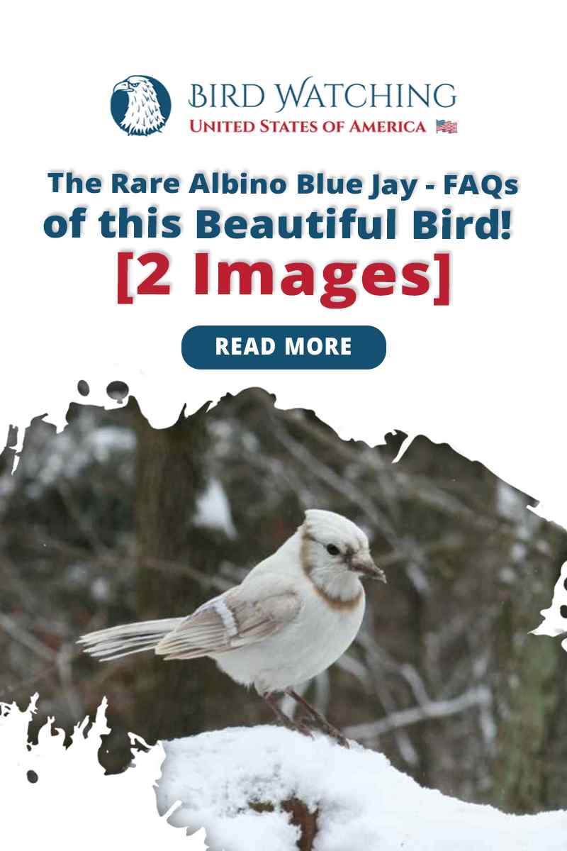 The Rare Albino Blue Jay: FAQs of this Beautiful Bird! [2 Images]