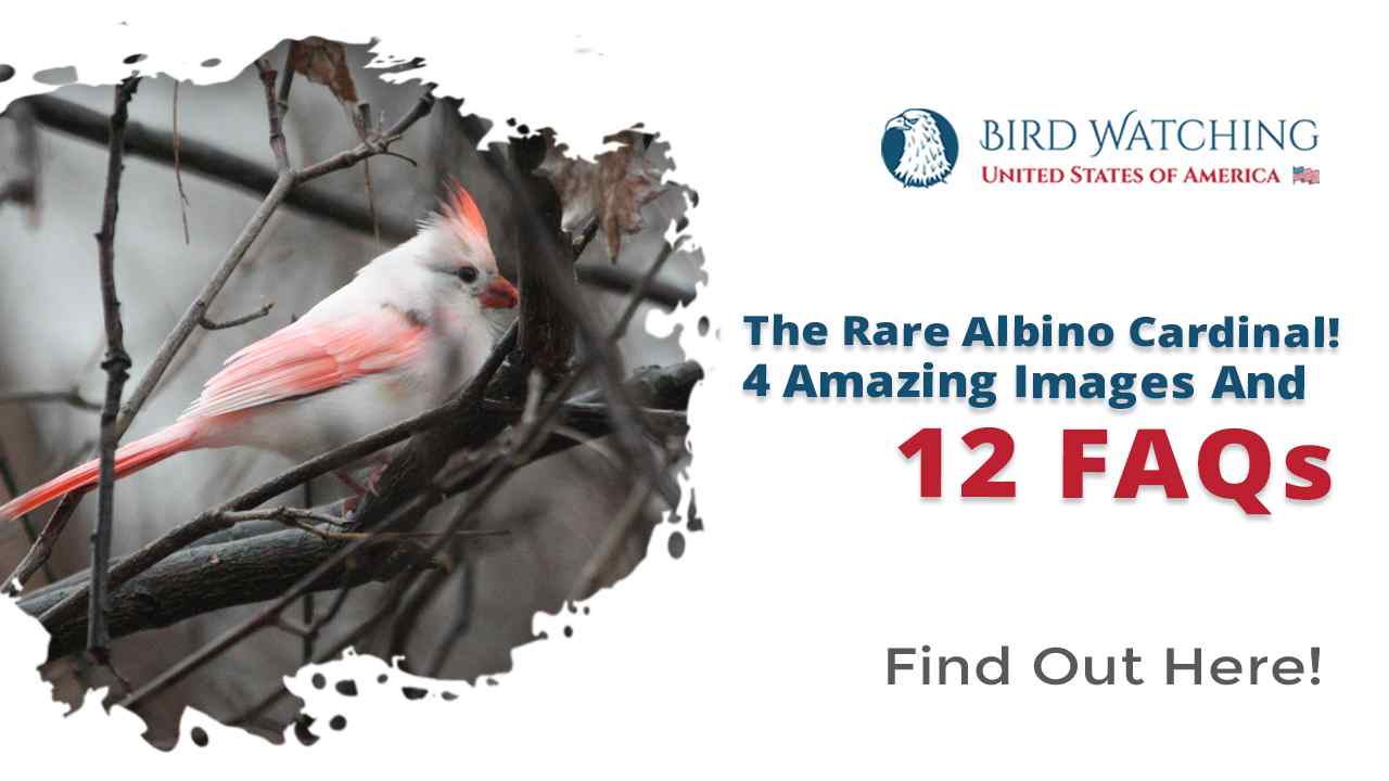 The Rare Albino Cardinal! 4 Amazing Images And 12 FAQs