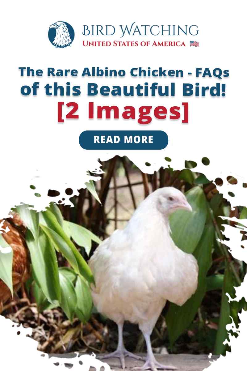 The Rare Albino Chicken: FAQs of this Beautiful Bird! [2 Images]