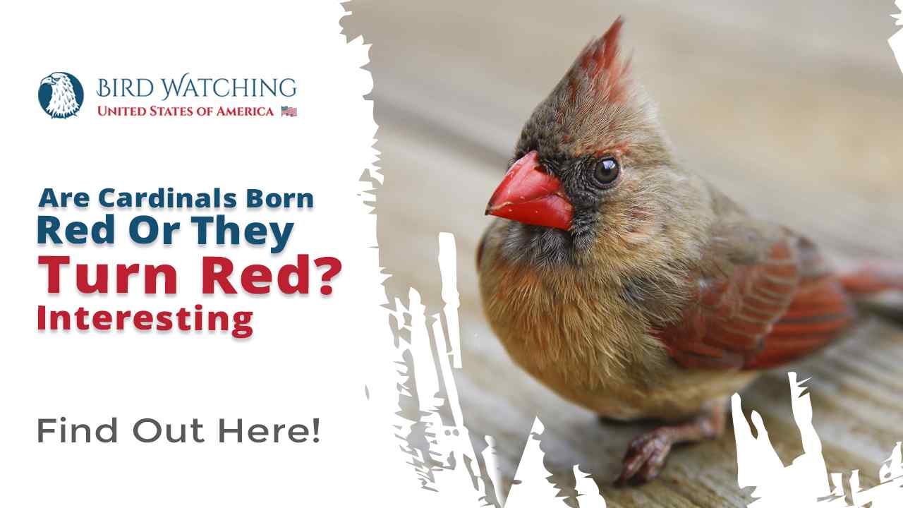 Are Cardinals Born Red Or Do They Turn Red Interesting