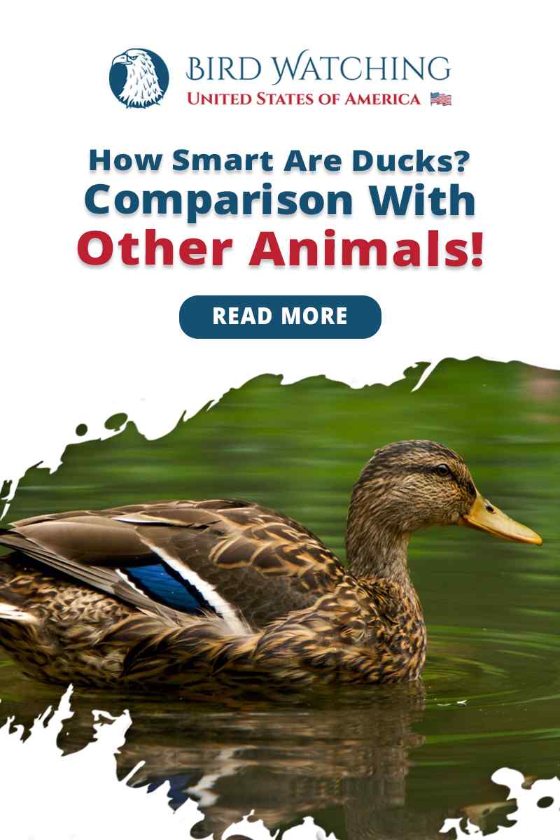 How smart are Ducks? Comparison with other animals!