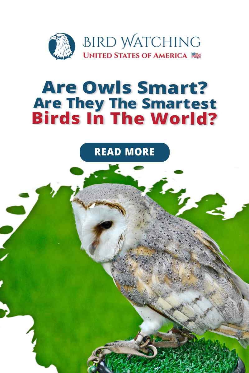 Are Owls Smart? Are They the Smartest Animals in The World?