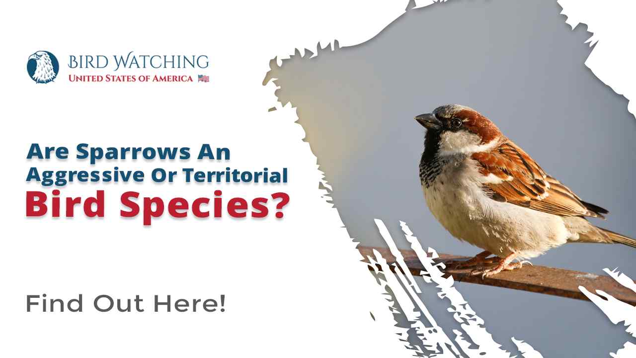 Are Sparrows an Aggressive or Territorial Bird Species?