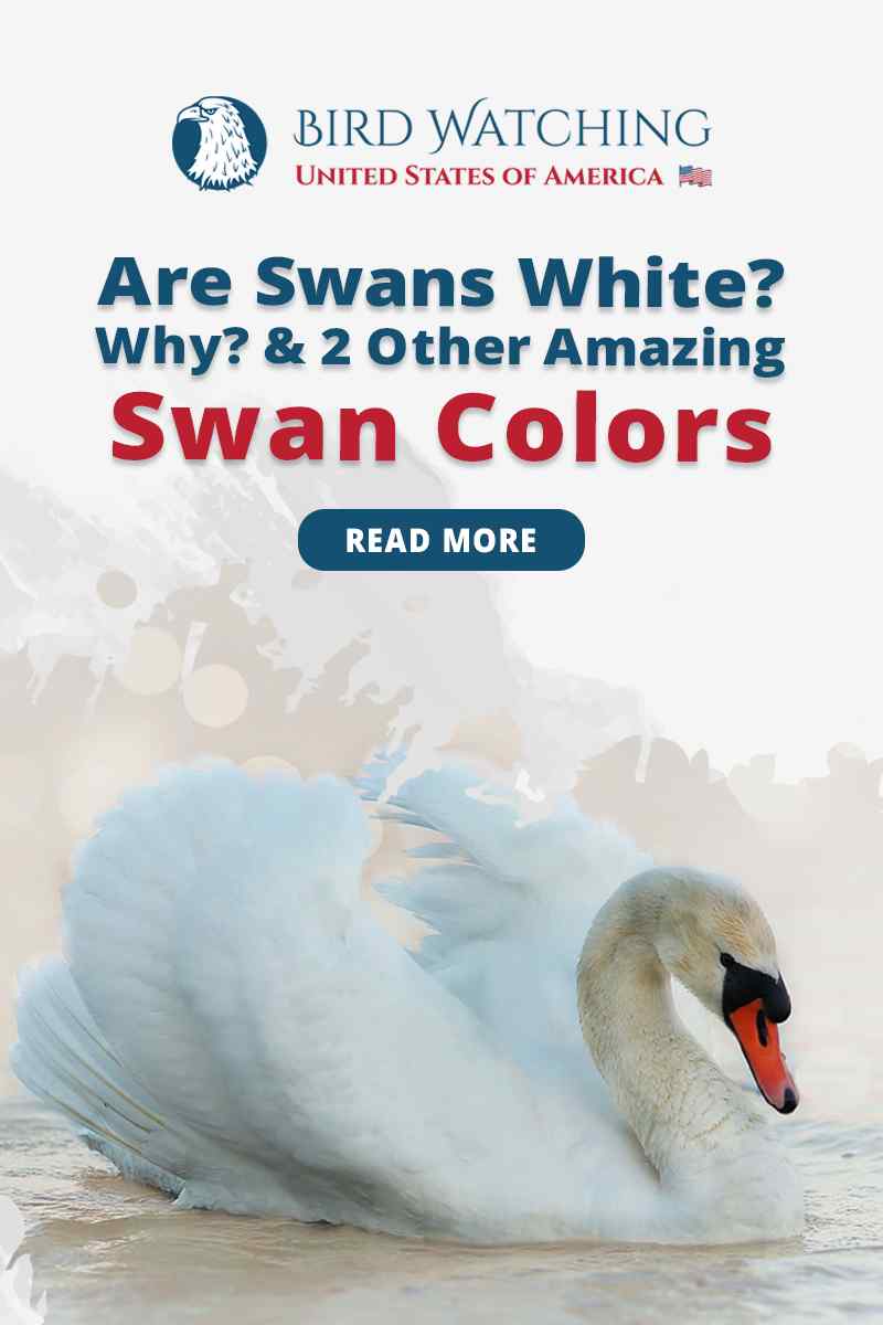 Are Swans White? Why? & 2 Other Amazing Swan Colors