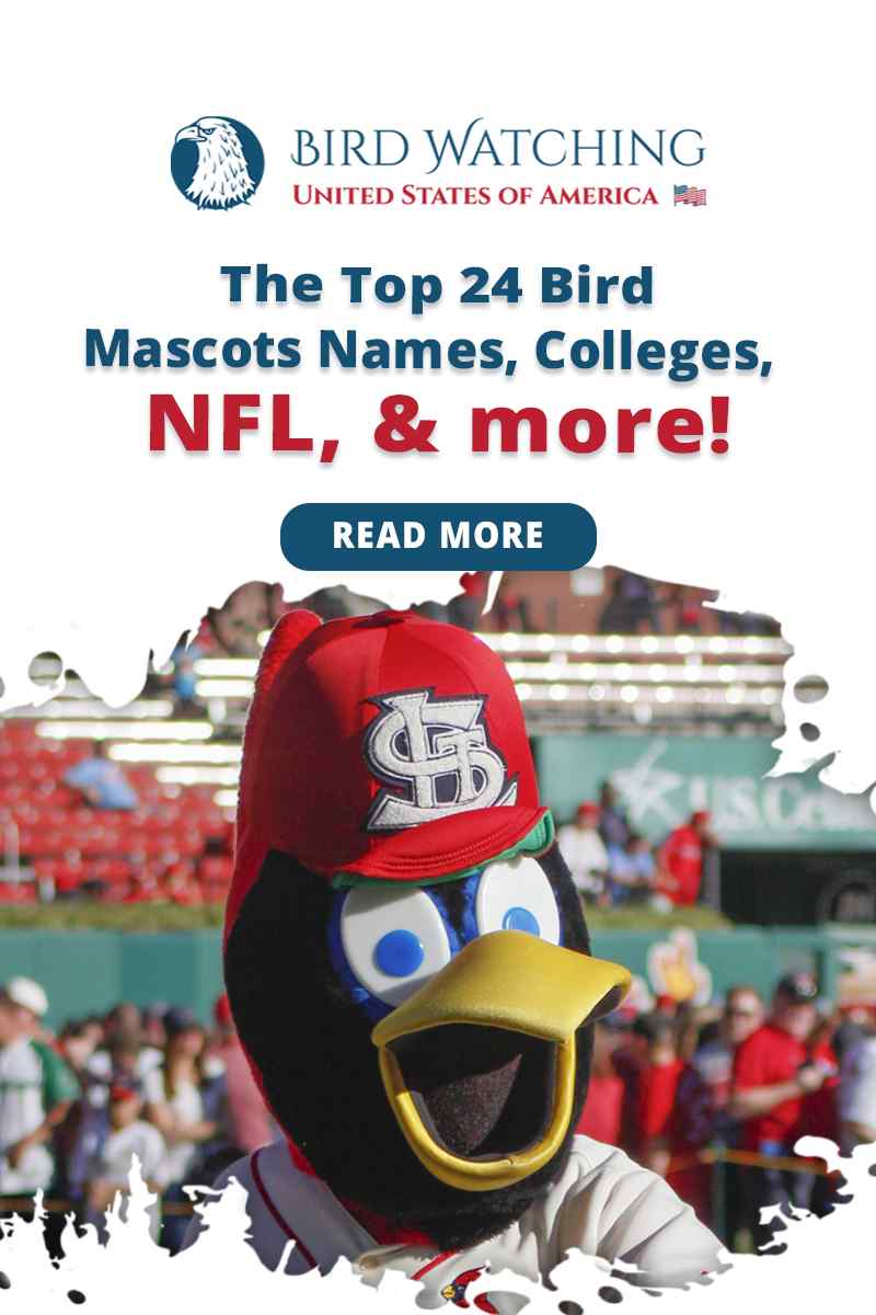 Top 24 Bird Mascots: Names, Colleges, NFL & More!