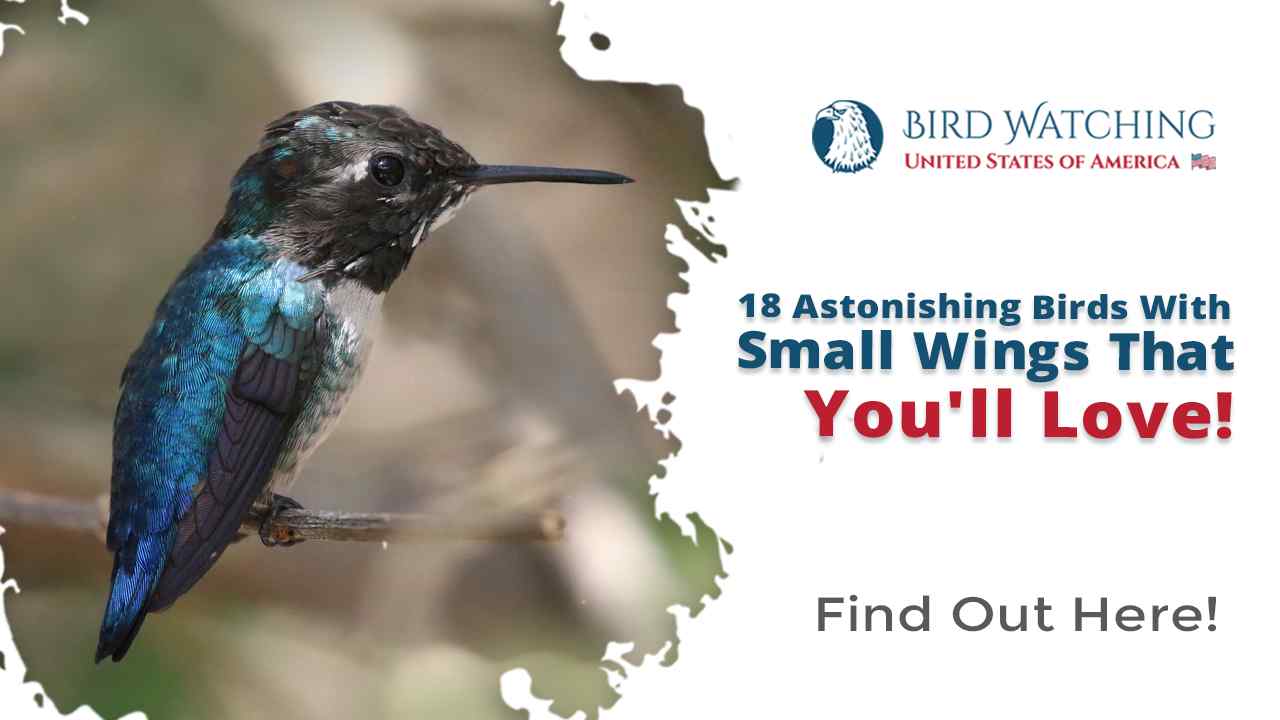 18 Astonishing Birds With Small Wings That You'll Love!