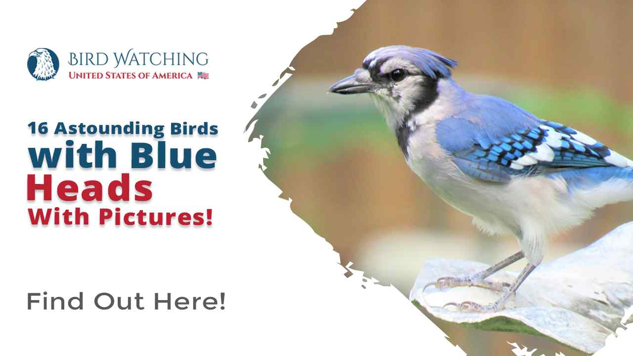 16 Astounding Birds with Blue Heads with Pictures! (Backyard friendly)