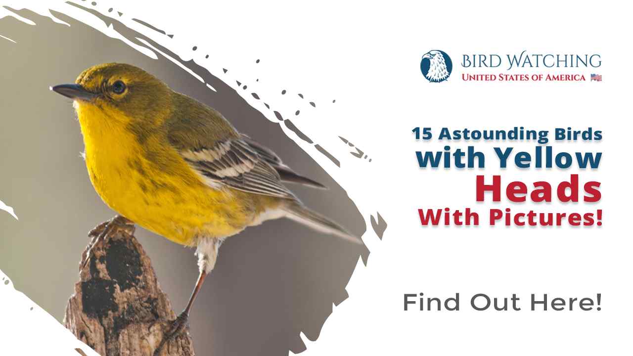 15 Astounding Birds with Yellow Heads with Pictures! (Backyard Friendly)