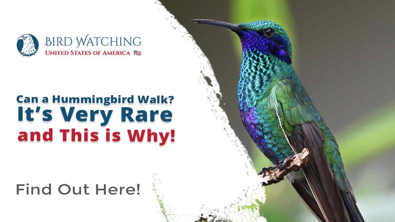 Can Hummingbirds Walk? It's Very Rare, and This is Why!