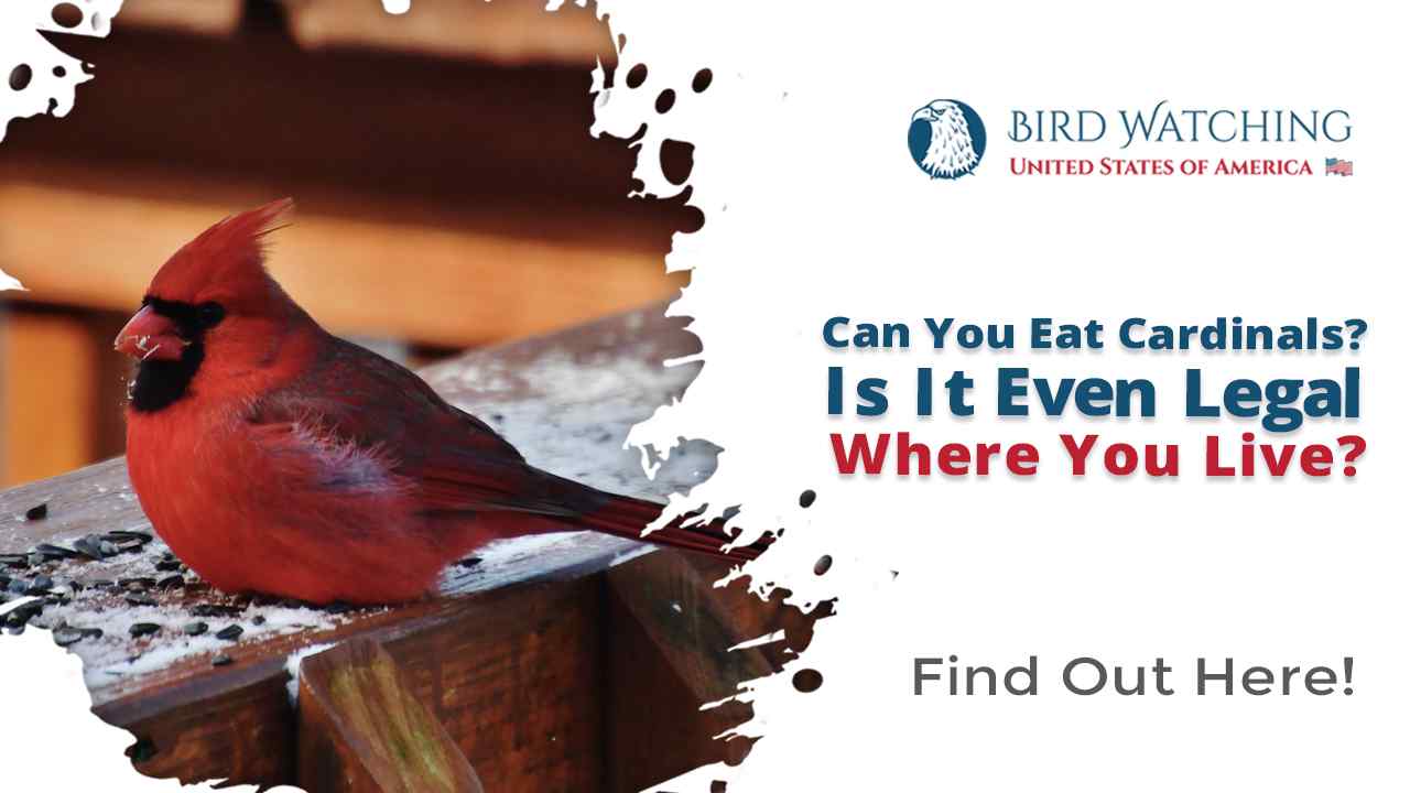 Can you Eat Cardinals? Is it even Legal Where You Live?