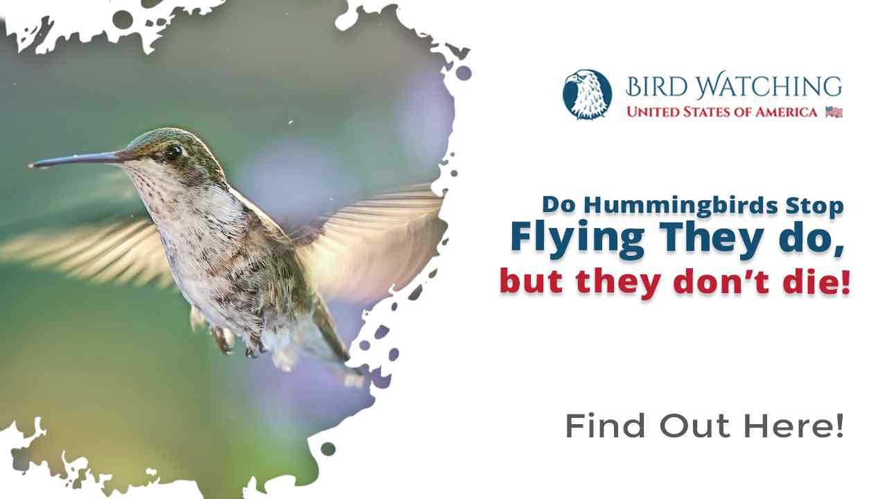 Do Hummingbirds Stop Flying? They Do, But They Don't Die!