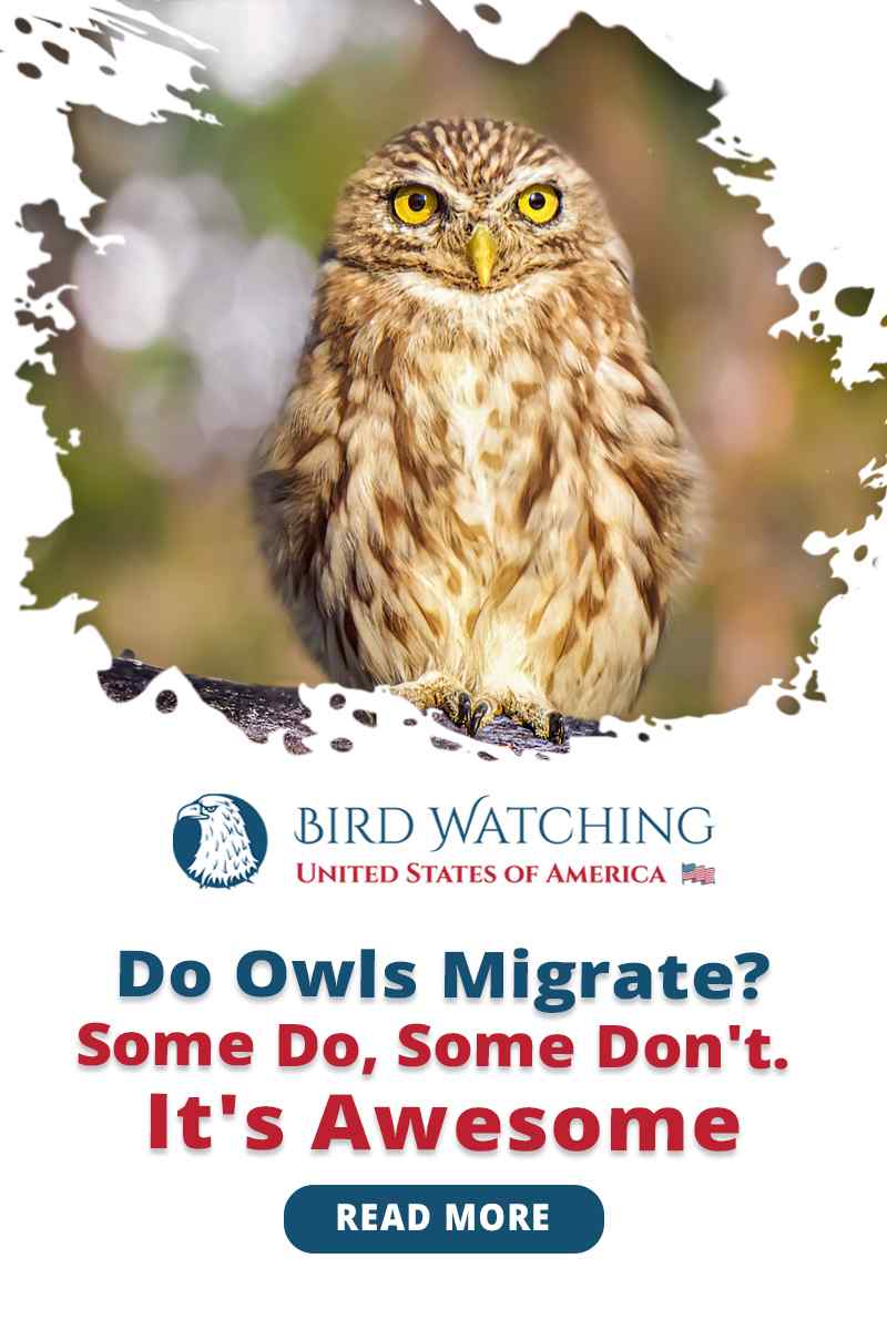 Do Owls Migrate? Some Do And Some Don’t! It’s Awesome.