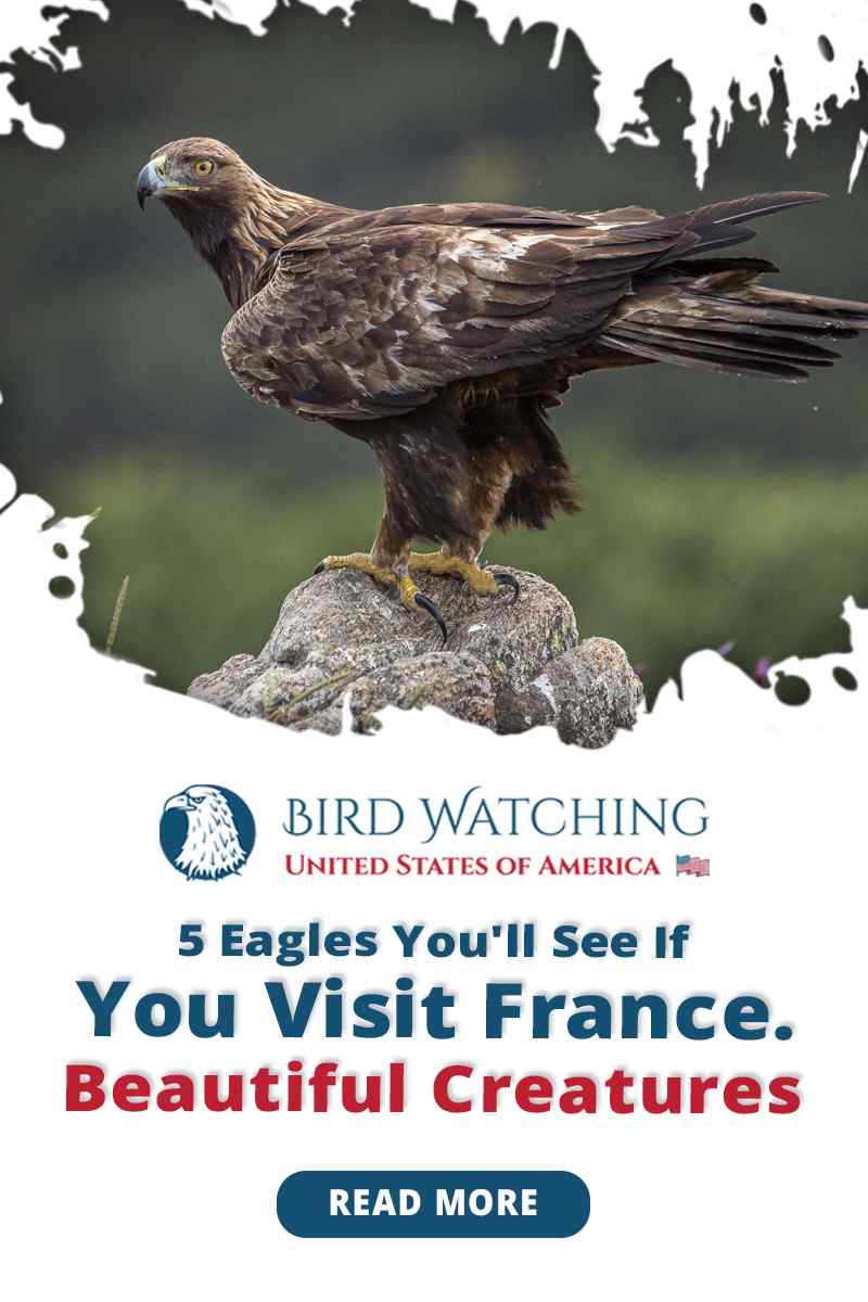 5 Eagles You’ll See If You Visit France – Beautiful Creatures