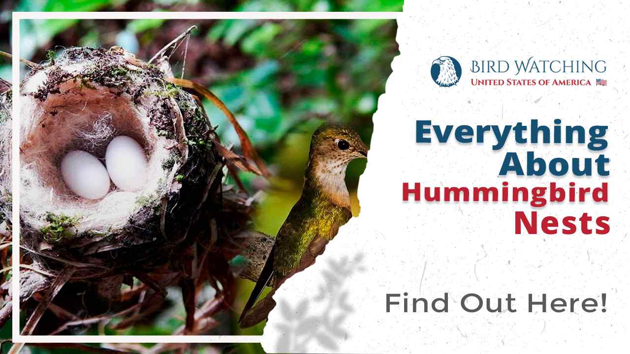 Everything About Hummingbird Nests - Impressive Facts to Know All in ...