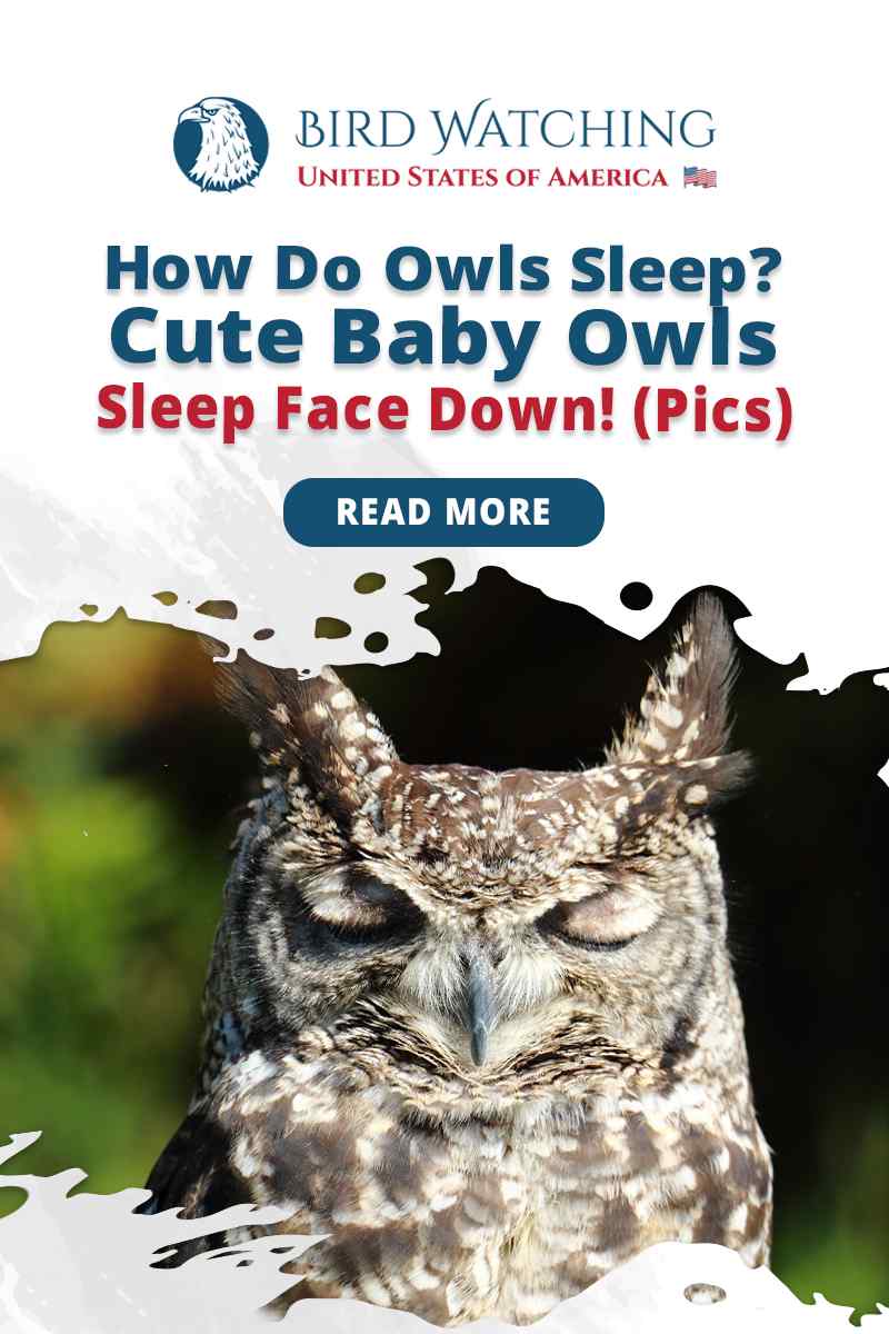 How Do Owls Sleep? Cute Baby Owls Sleep Face Down! (Pics)