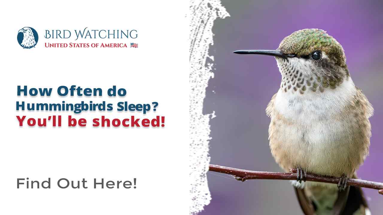 How Often Do Hummingbirds Sleep? You’ll Be Shocked!