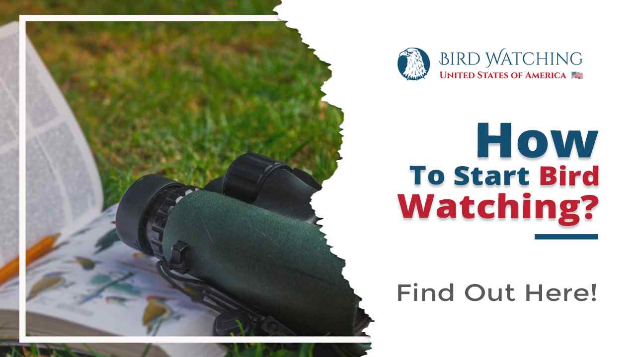 How to Start Bird Watching? A Fantastic Guide for An Enthralling ...