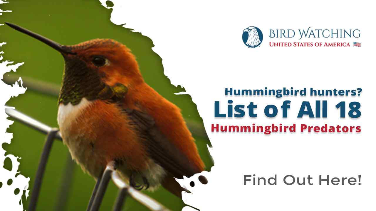 Hummingbird Hunters – List Of All 18 Hummingbird Predators