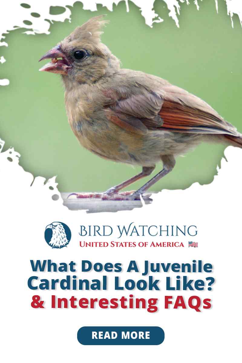 What Does a Juvenile Cardinal Look Like? & Interesting FAQs