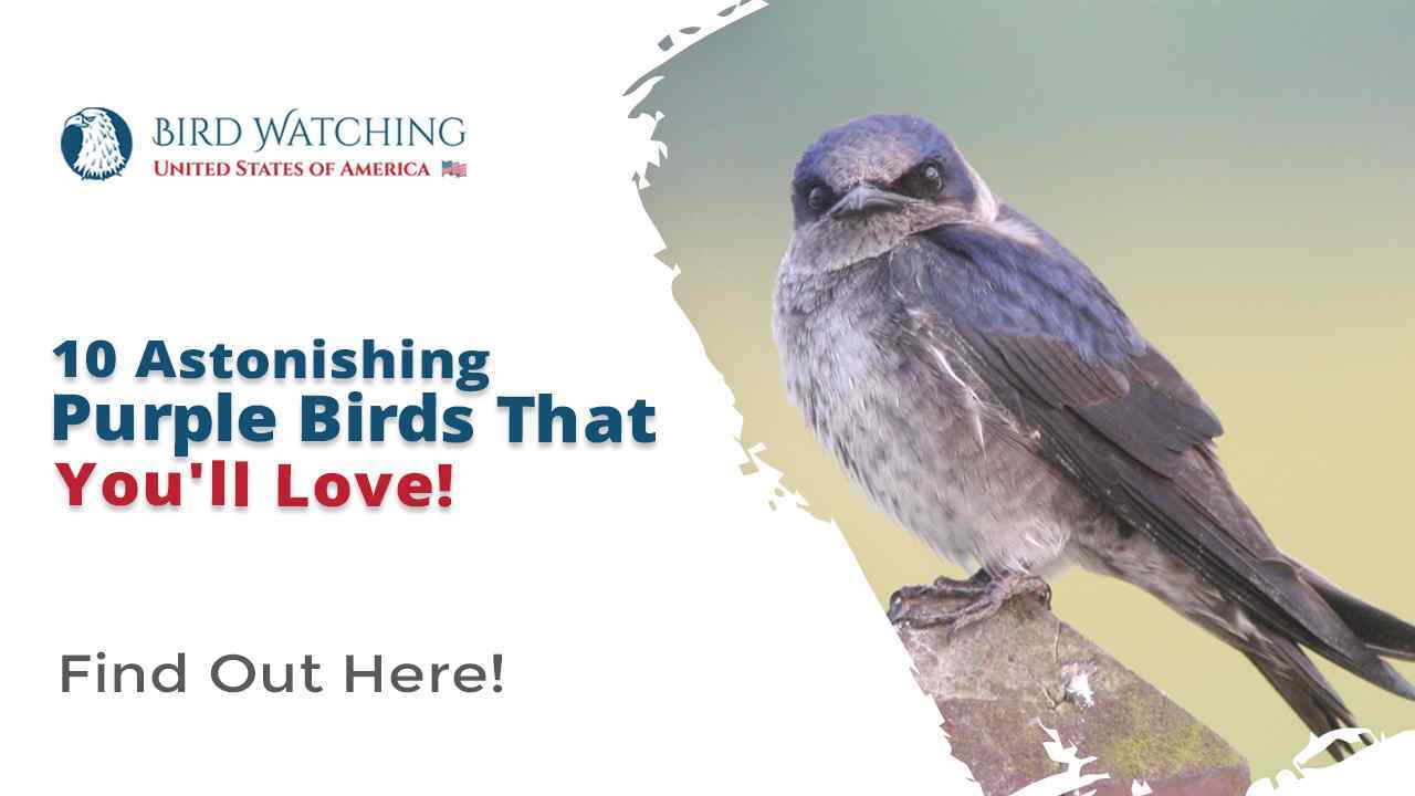 10 Astonishing Purple Birds That You'll Love!