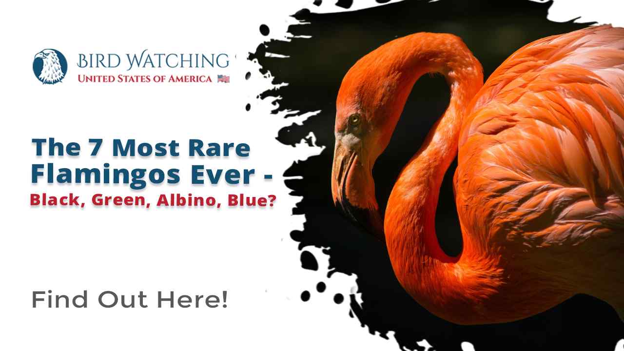 The 7 Most Rare Flamingos Ever: Black, Green, Albino, Blue?