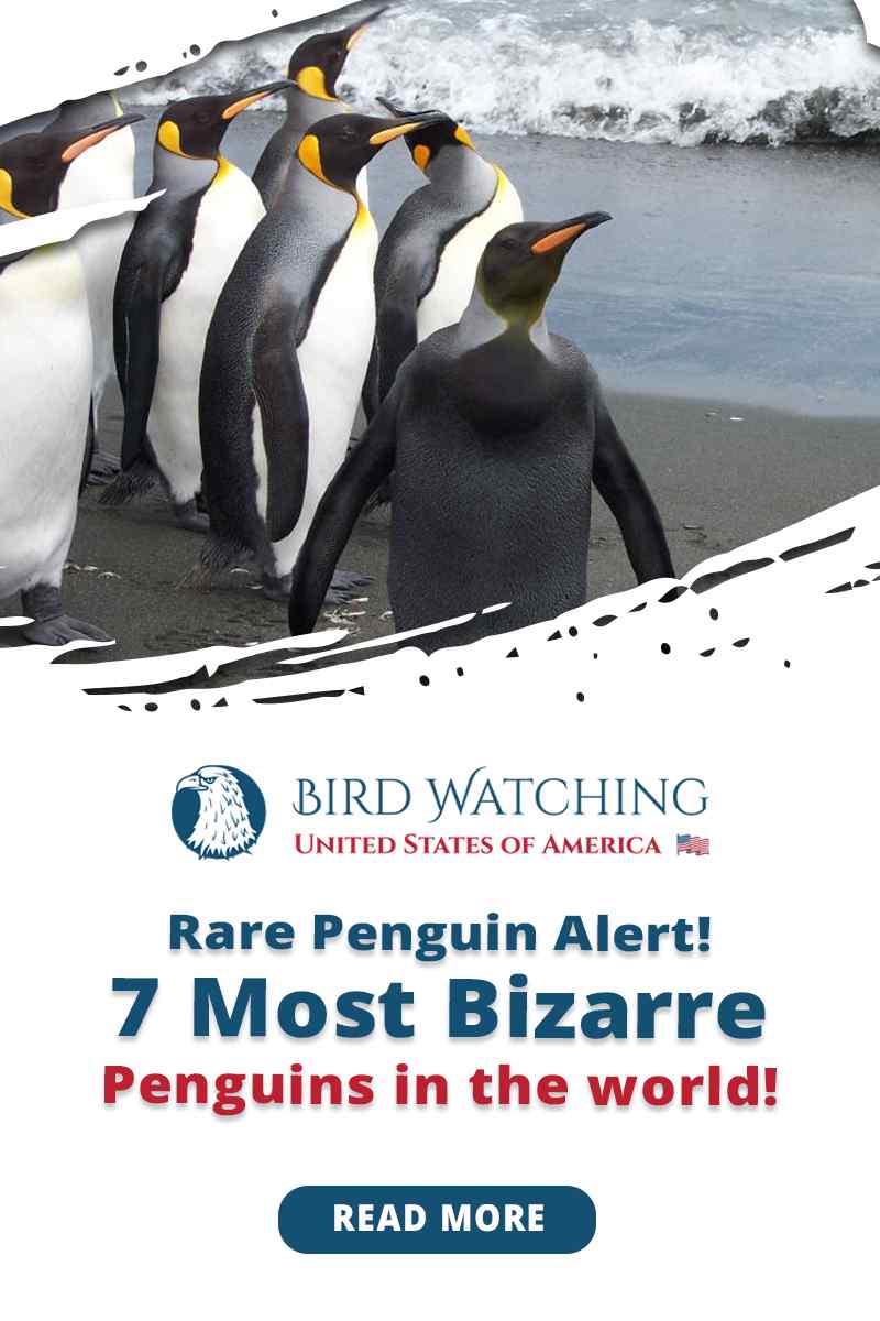 Rare Penguin Alert! 7 Most Bizarre Penguins in the world!