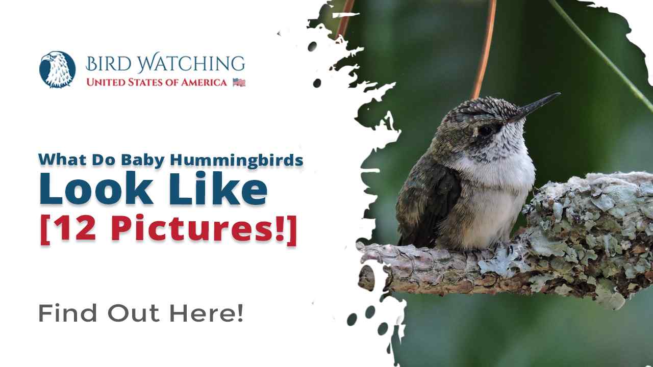 What Do Baby Hummingbirds Look Like? [12 Pictures!]