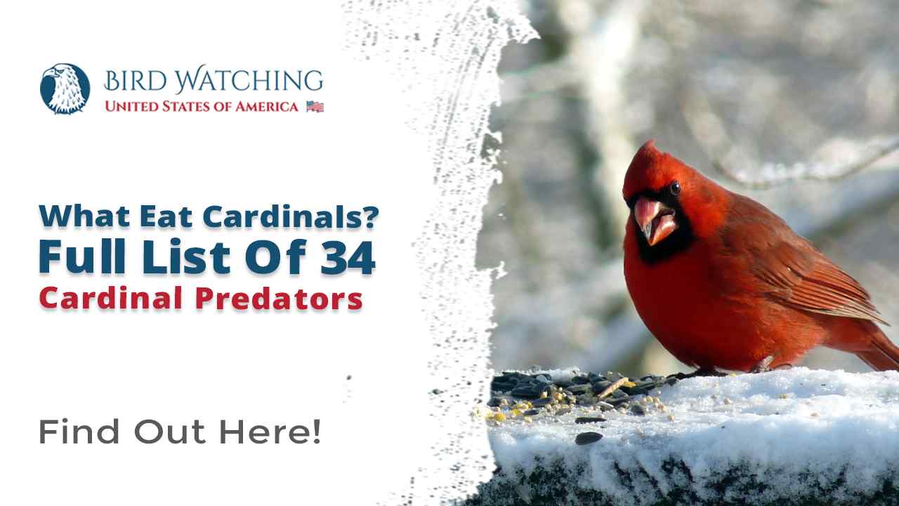 What Eats Cardinals? Full List of 24 Cardinal Predators