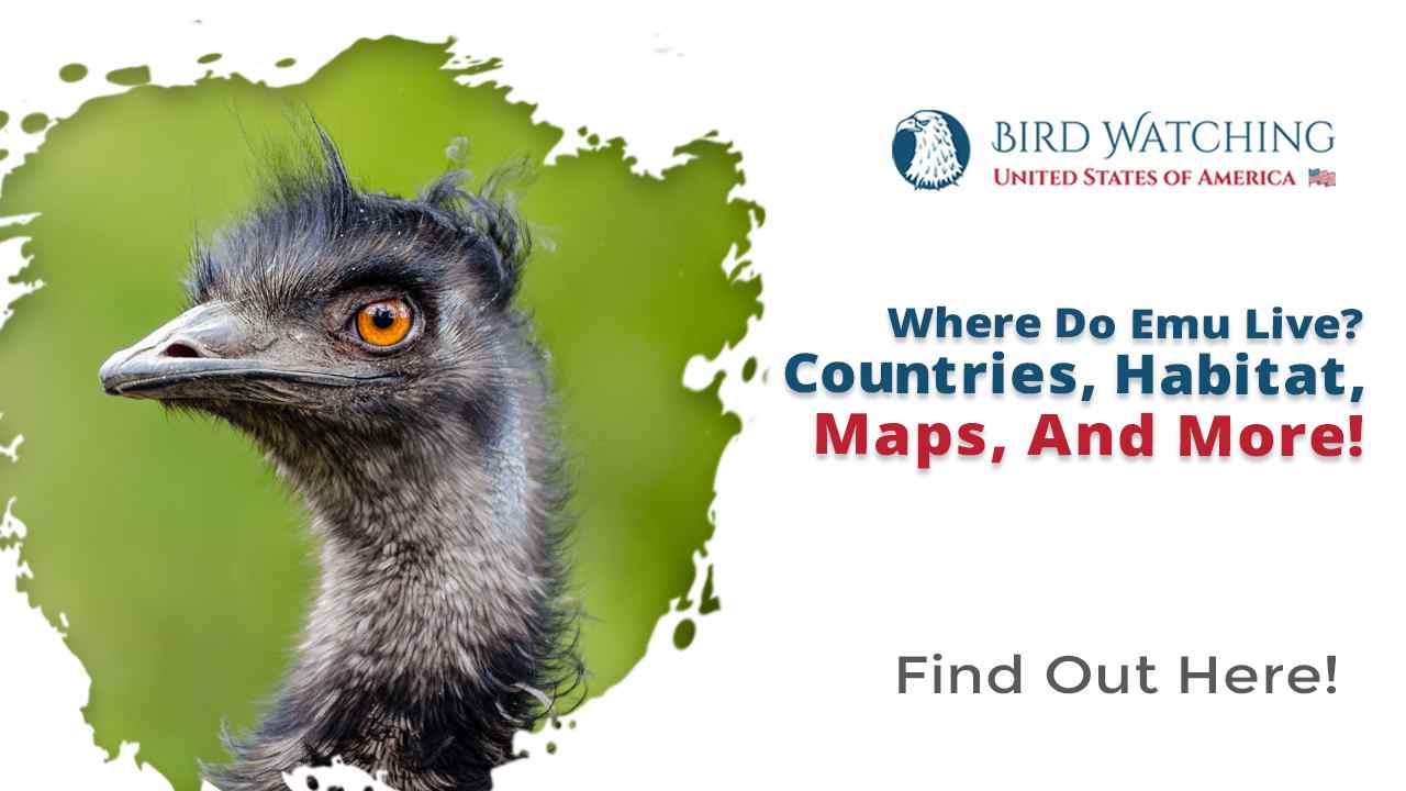 Where Do Emu Live? Countries, Habitat, Maps, and More!