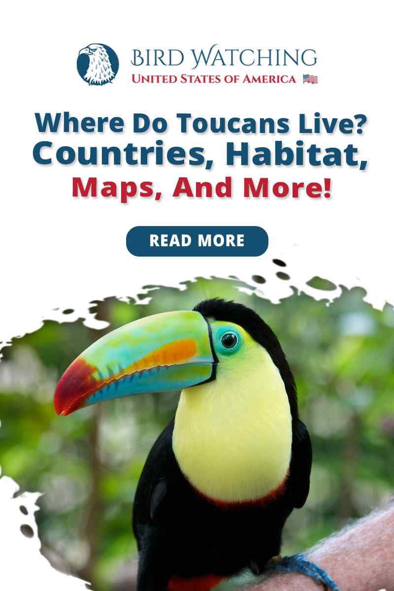 Where Do Toucans Live? Countries, Habitat, Maps, And More!