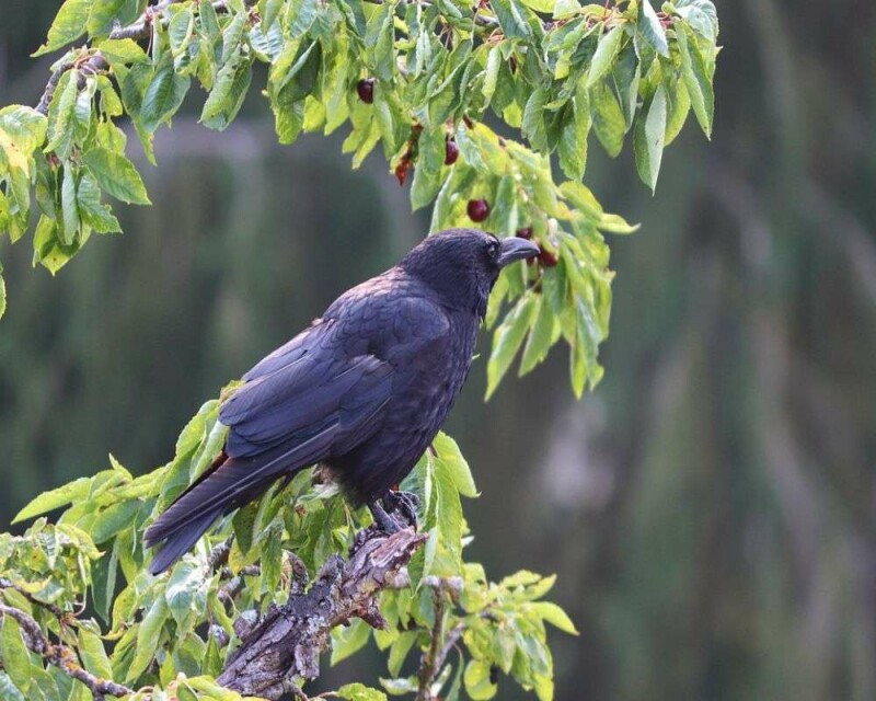 What Does Seeing 3 Crows (Or Ravens) Really Mean?