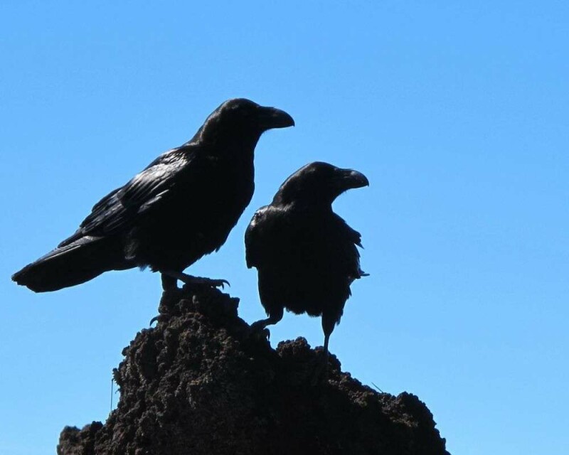 What Does Seeing 3 Crows (Or Ravens) Really Mean?