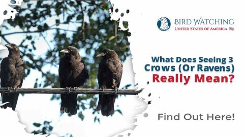 Why Do Crows Crow? This Is Why They Gather and Make Noise