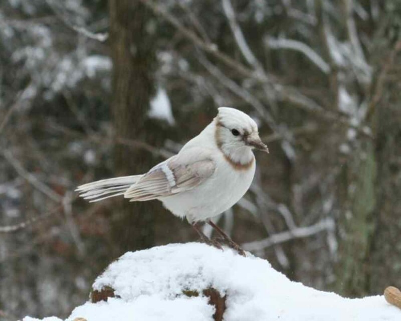 The Rare Albino Blue Jay: FAQs of this Beautiful Bird! [2 Images]