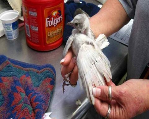 The Rare Albino Blue Jay: FAQs of this Beautiful Bird! [2 Images]
