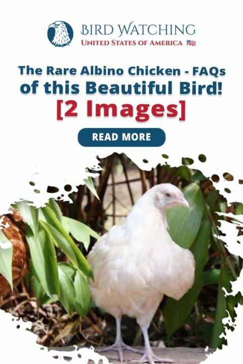The Rare Albino Chicken: FAQs of this Beautiful Bird! [2 Images]