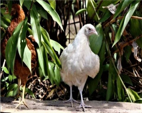 The Rare Albino Chicken: FAQs of this Beautiful Bird! [2 Images]
