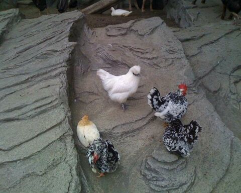 The Rare Albino Chicken: FAQs of this Beautiful Bird! [2 Images]