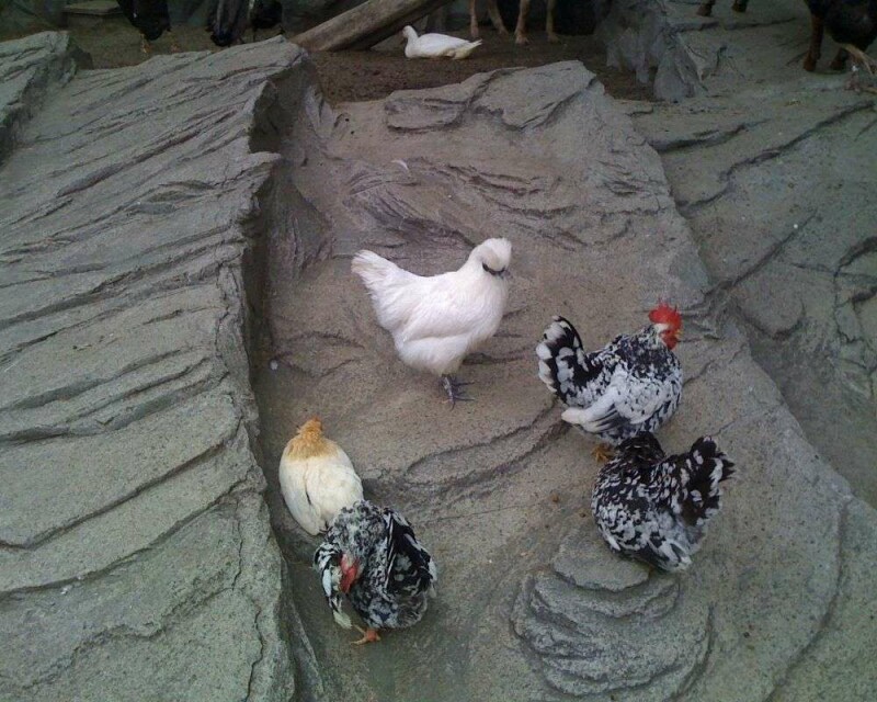 The Rare Albino Chicken: FAQs of this Beautiful Bird! [2 Images]