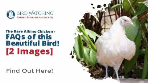 The Rare Albino Chicken: FAQs of this Beautiful Bird! [2 Images]