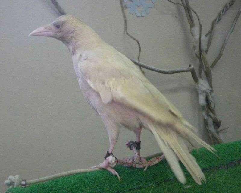 The Rare Albino Crow! 5 Amazing Images and 13 FAQs