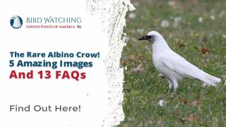 The Rare Albino Crow! 5 Amazing Images and 13 FAQs