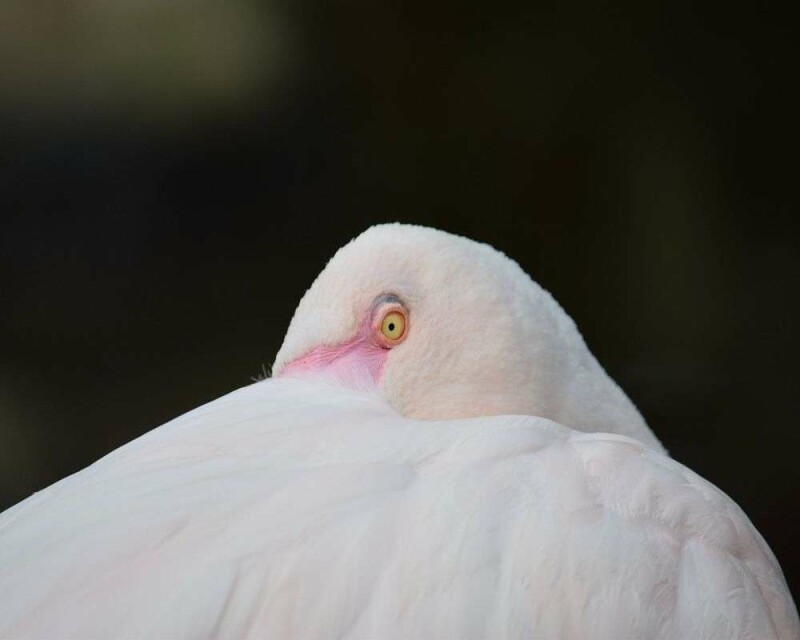 The Rare Albino Flamingo: FAQs of this Beautiful Bird! (6 Images)