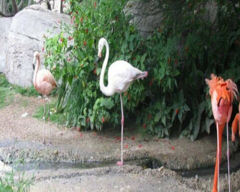 The Rare Albino Flamingo: FAQs of this Beautiful Bird! (6 Images)