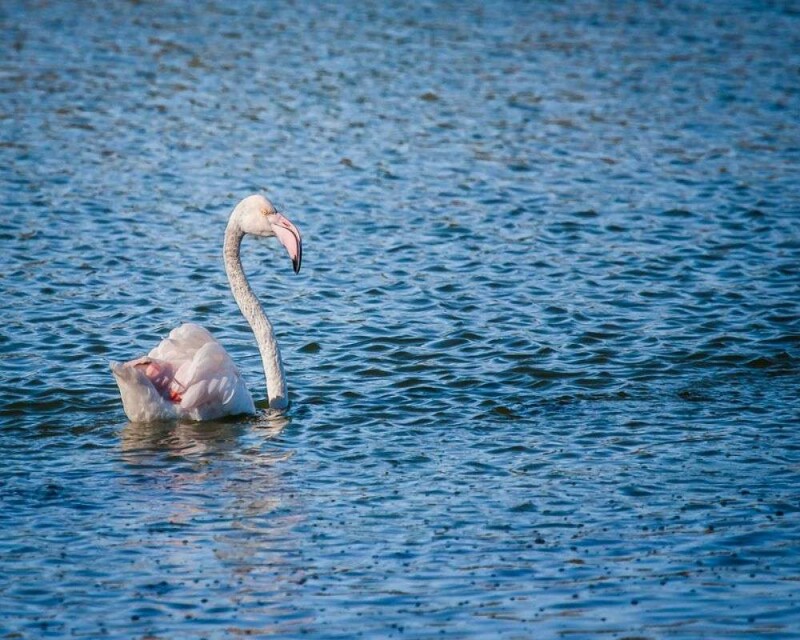 The Rare Albino Flamingo: FAQs of this Beautiful Bird! (6 Images)