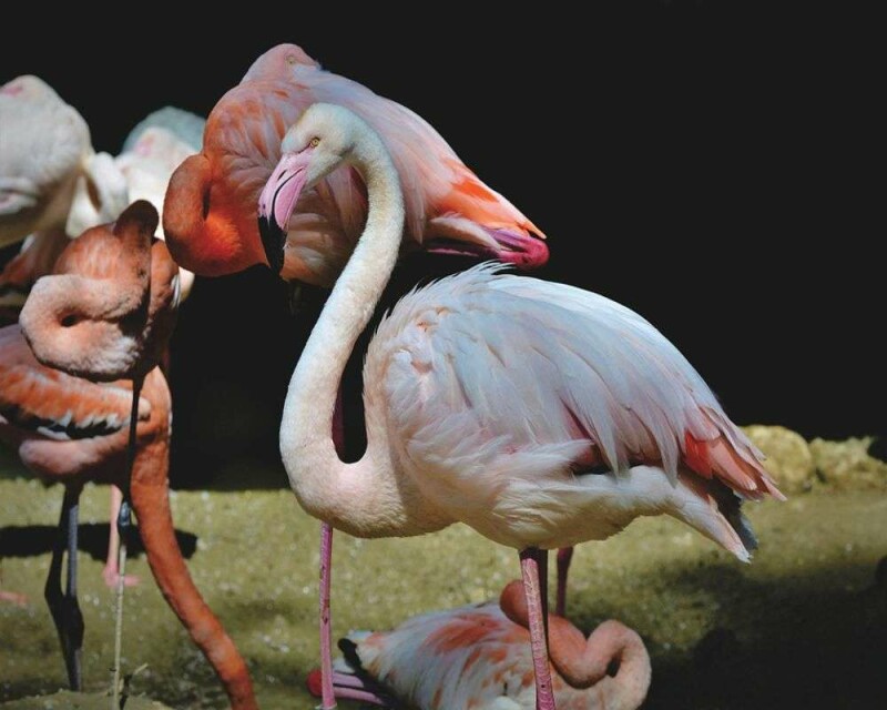 The Rare Albino Flamingo: FAQs of this Beautiful Bird! (6 Images)
