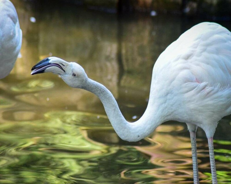 The Rare Albino Flamingo: FAQs of this Beautiful Bird! (6 Images)