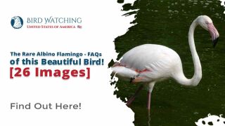 The Rare Albino Flamingo: FAQs of this Beautiful Bird! (6 Images)