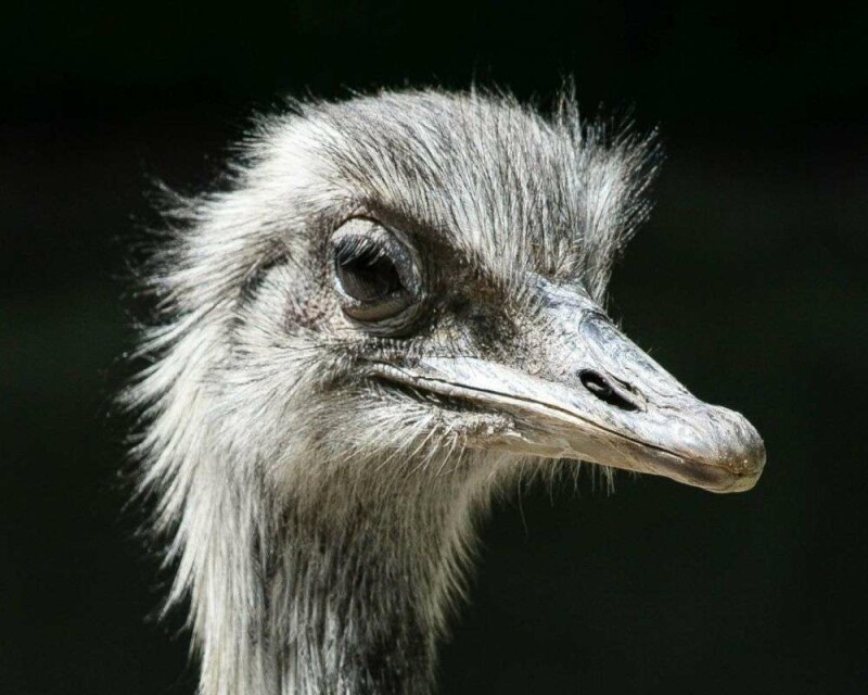 The Rare Albino Ostrich: FAQs of this Beautiful Bird! [5 Images]