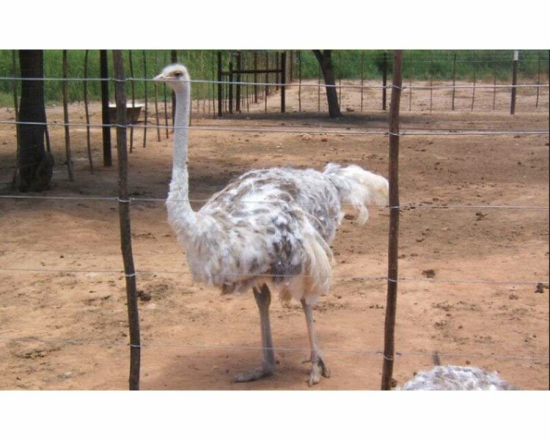 The Rare Albino Ostrich: FAQs of this Beautiful Bird! [5 Images]